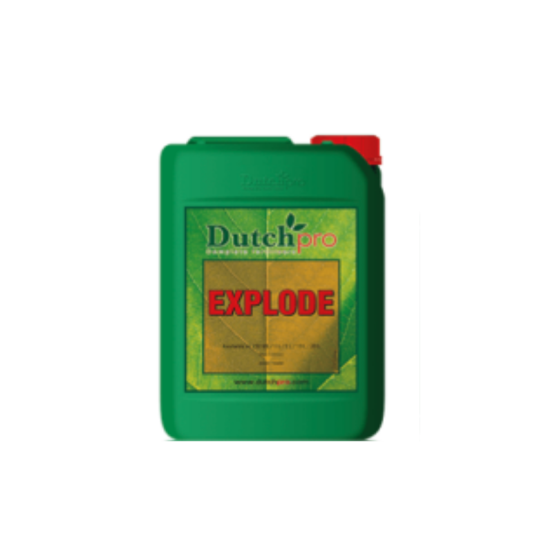 Dutch Pro Explode – SunlightGardens